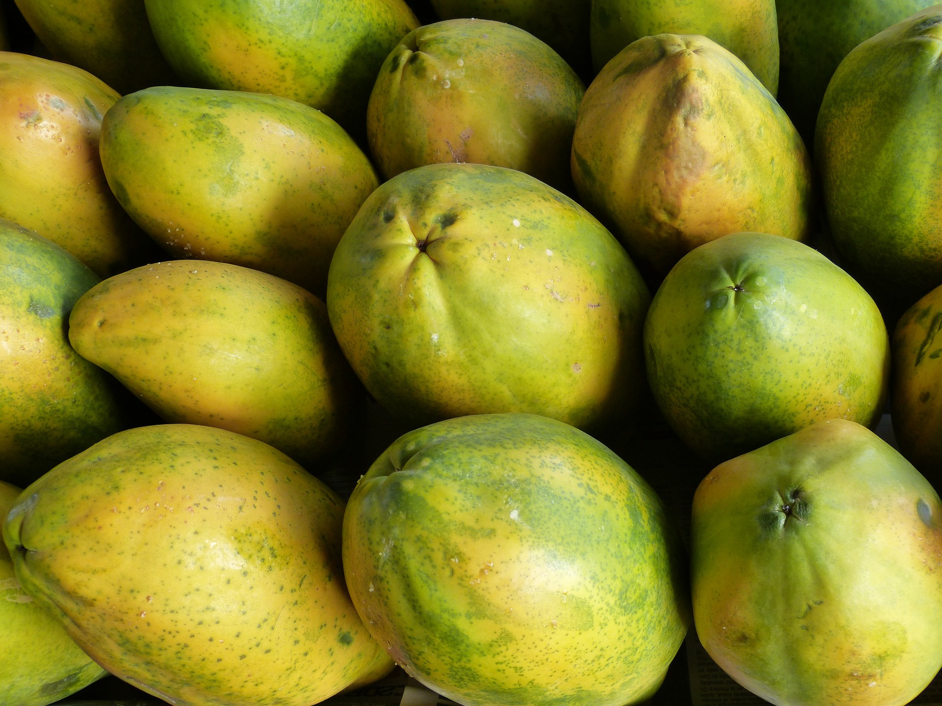 How To Start A Lucrative Pawpaw (Papaya) Farming Business In Nigeria ...